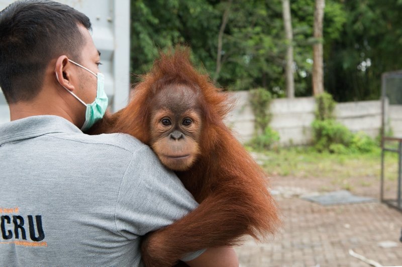 Orangutan Rescue: On the frontline in Sumatra - GlobalGiving