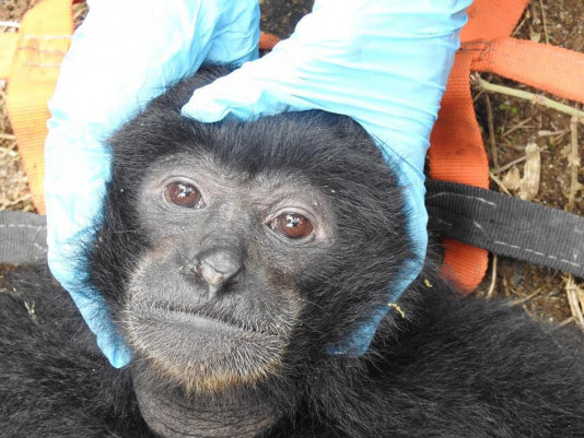 Photos from Orangutan Rescue: On the frontline in Sumatra - GlobalGiving