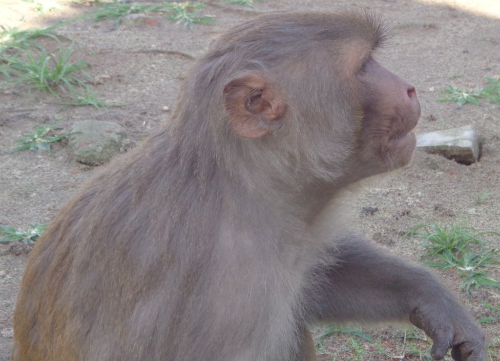 Feed 500 starving monkeys for 1 year - GlobalGiving