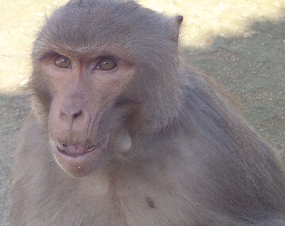 Feed 500 starving monkeys for 1 year - GlobalGiving