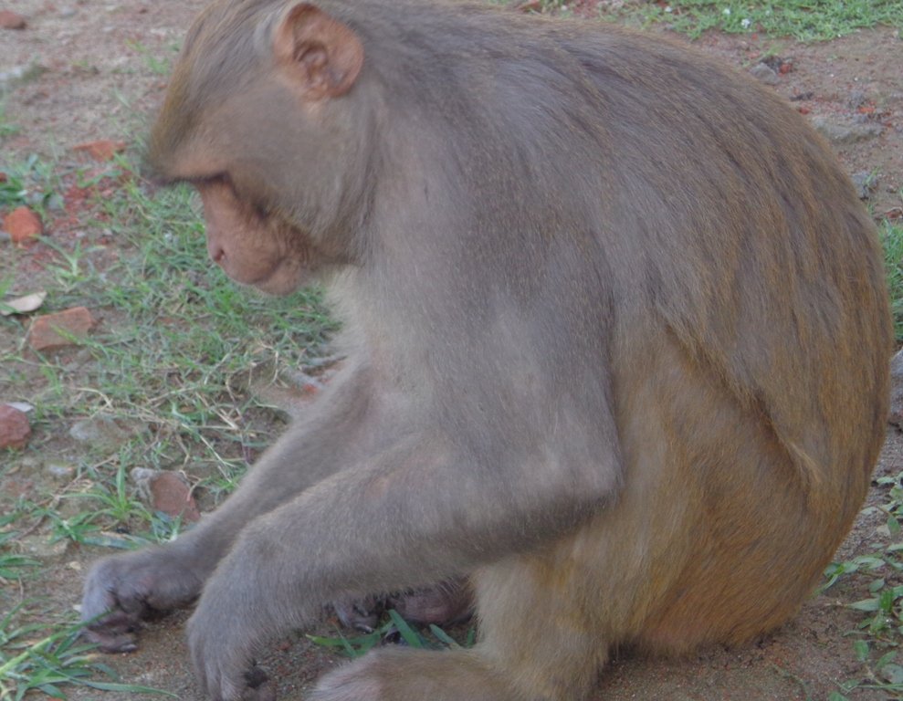 Feed 500 starving monkeys for 1 year - GlobalGiving