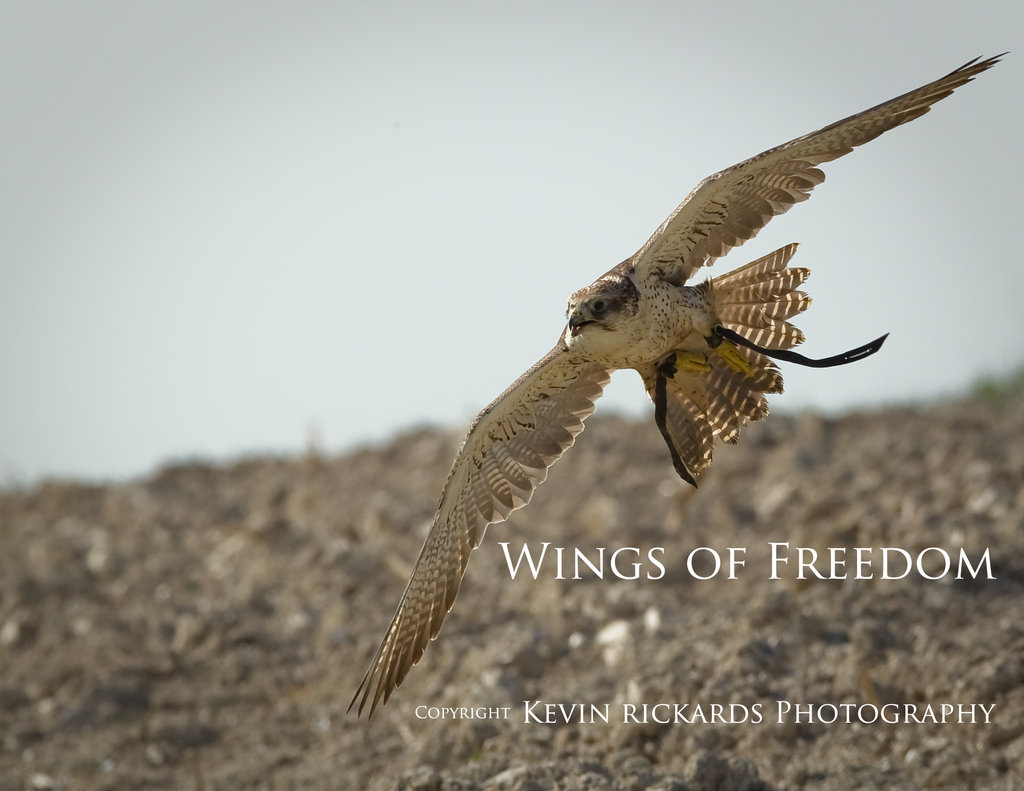 Centre for Disabled People, Birds Of Prey & Owls - GlobalGiving