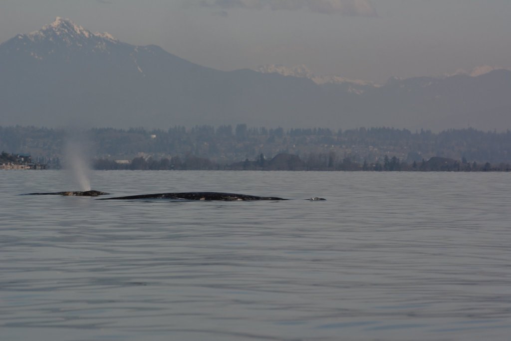 Reports on Orca Network - Whale Sighting Network - GlobalGiving