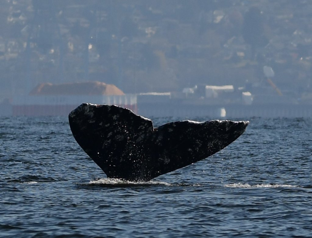 Reports on Orca Network - Whale Sighting Network - GlobalGiving