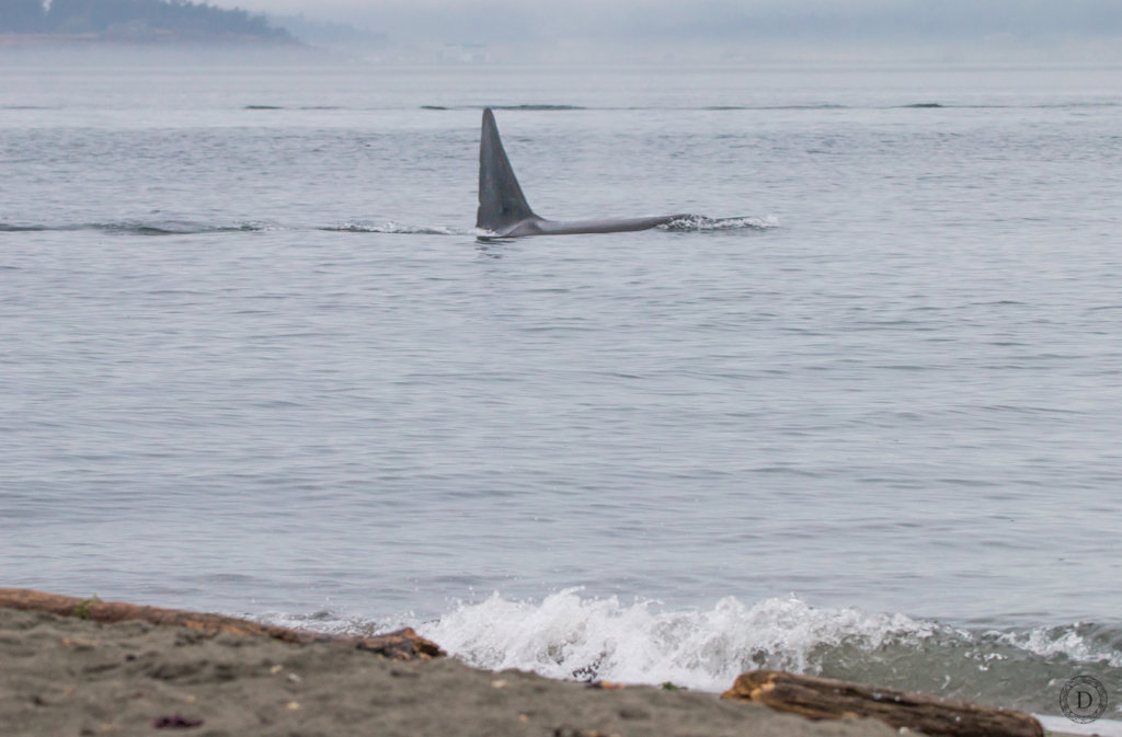 Reports on Orca Network - Whale Sighting Network - GlobalGiving