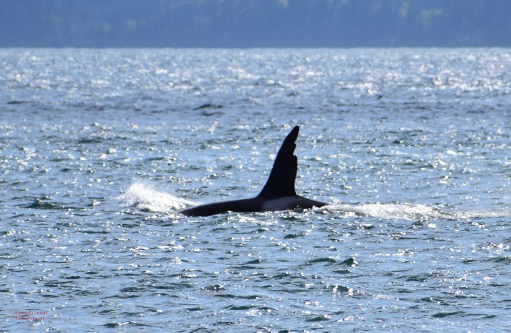 Reports on Orca Network - Whale Sighting Network - GlobalGiving