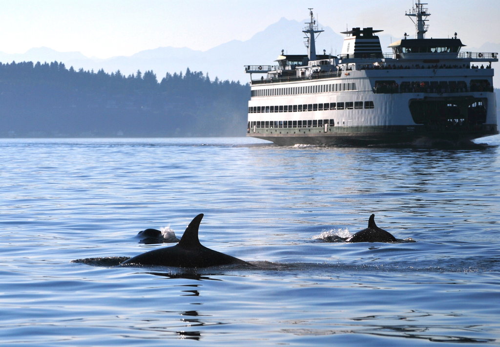 Orca Network - Whale Sighting Network - GlobalGiving