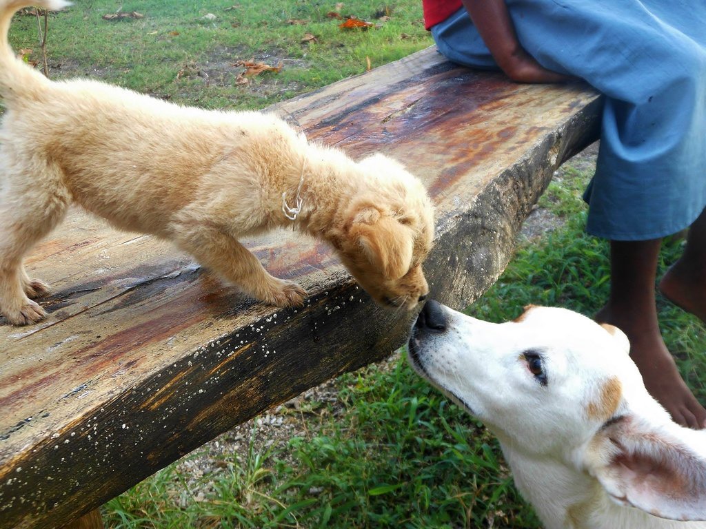 Reports on Protect dogs from malnutrition and disease in Fiji ...
