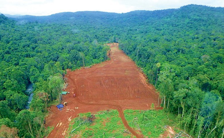 Reports on Plant a Rainforest in Southeast Asia - GlobalGiving