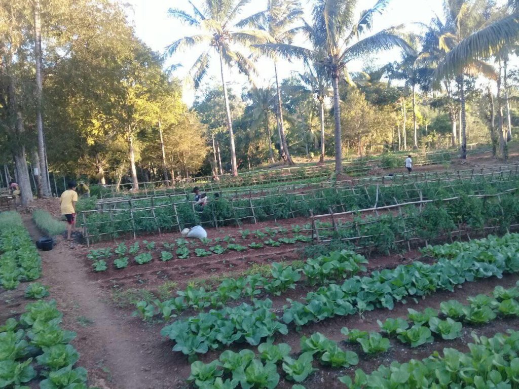 Donate to The Learning Farm