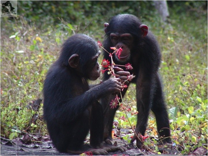 Save 2000 chimpanzees in West Africa - GlobalGiving