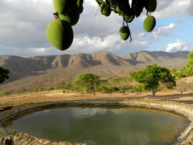 Permaculture Survival Strategy, Chikukwa, Zimbabwe - GlobalGiving