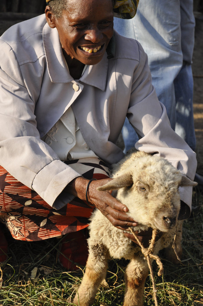 How to Share Sheep for Life in Africa - GlobalGiving