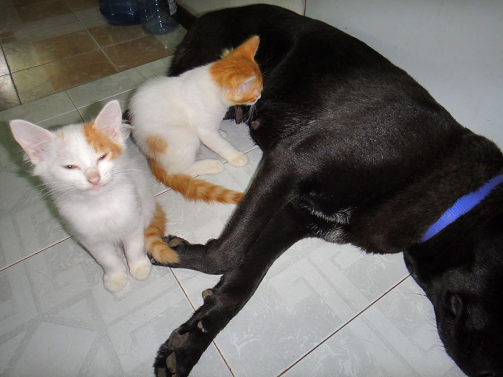 Help Abused & Neglected Animals in the Seychelles - GlobalGiving