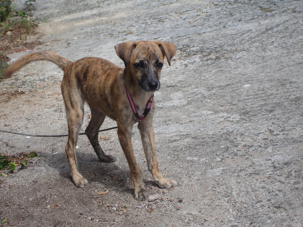 Help Abused & Neglected Animals in the Seychelles - GlobalGiving