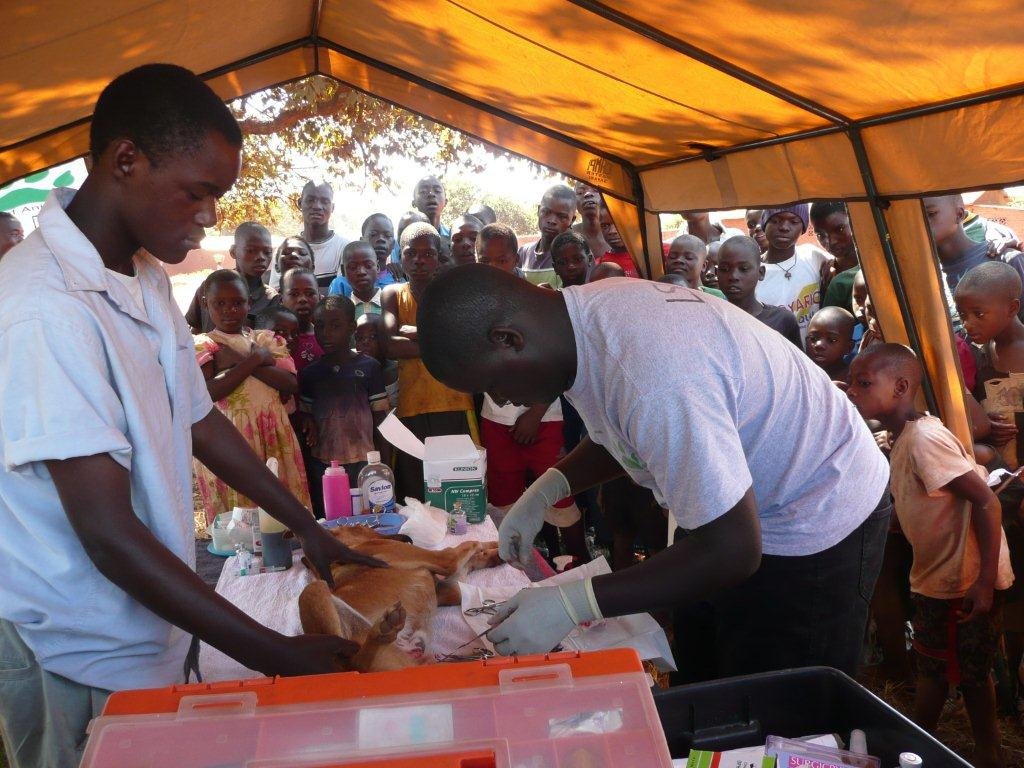 Help Animals in 10 Countries Get Needed Care - GlobalGiving