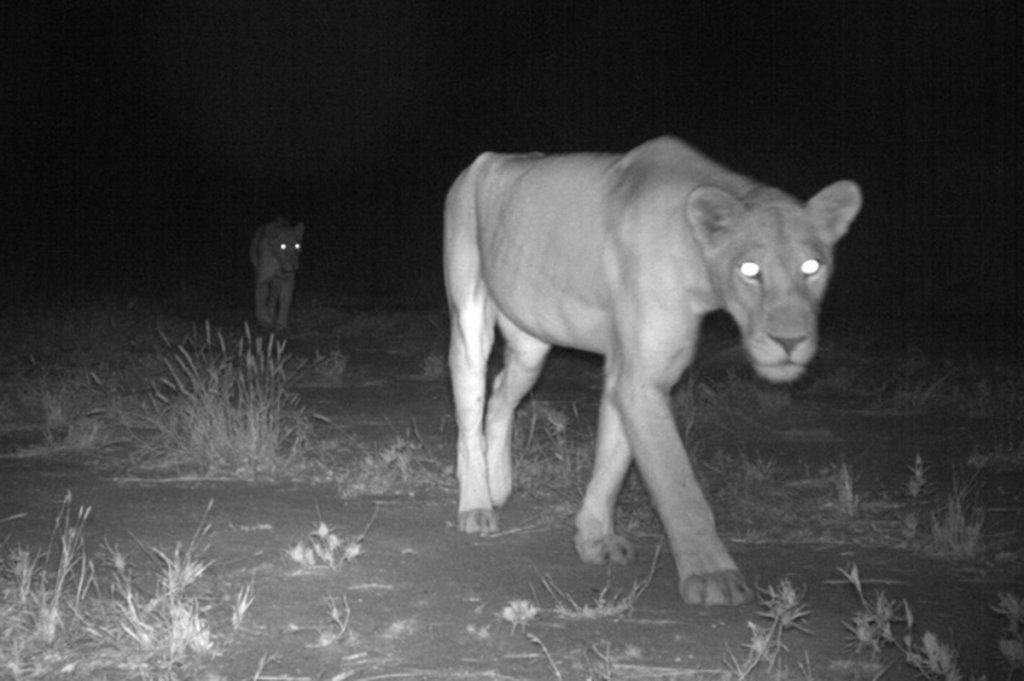 Reports on SOS - Help save species & sustain livelihoods! - GlobalGiving