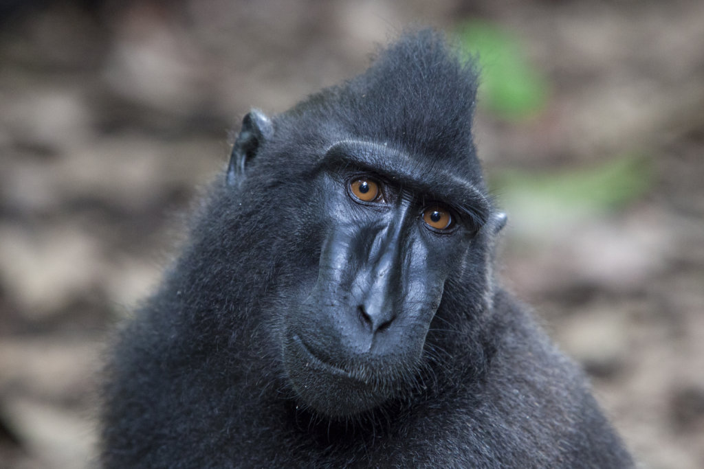 Reports on SOS - Help save species & sustain livelihoods! - GlobalGiving