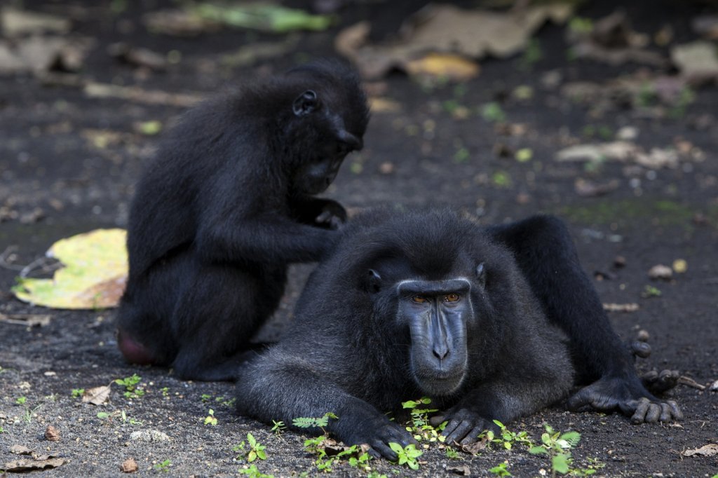 SOS - Help save species & sustain livelihoods! - GlobalGiving