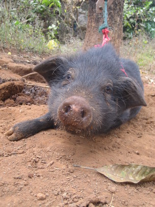 Donate a Pig: Invest in Haiti's Future - GlobalGiving
