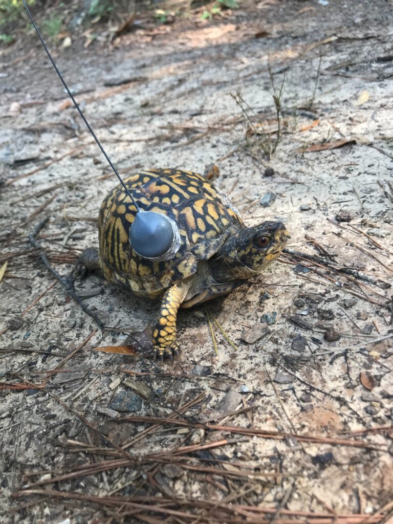 Reports on Help Save the Box Turtles! - GlobalGiving