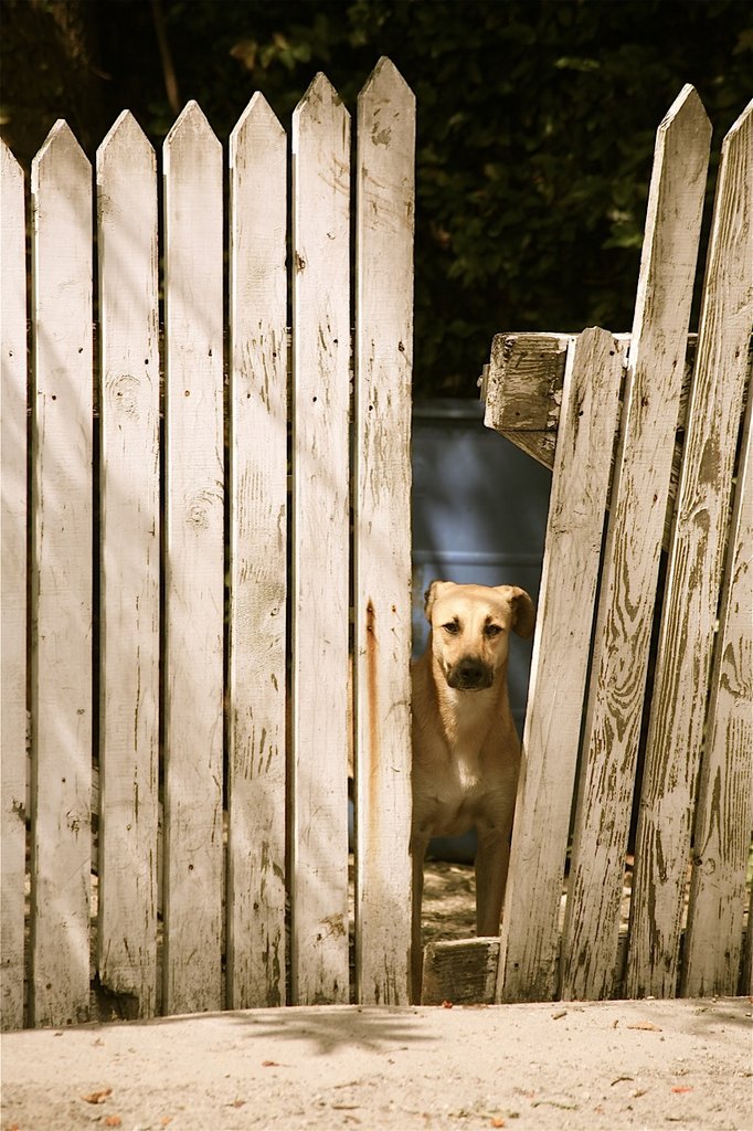 Operation Potcake - Nassau Bahamas - GlobalGiving