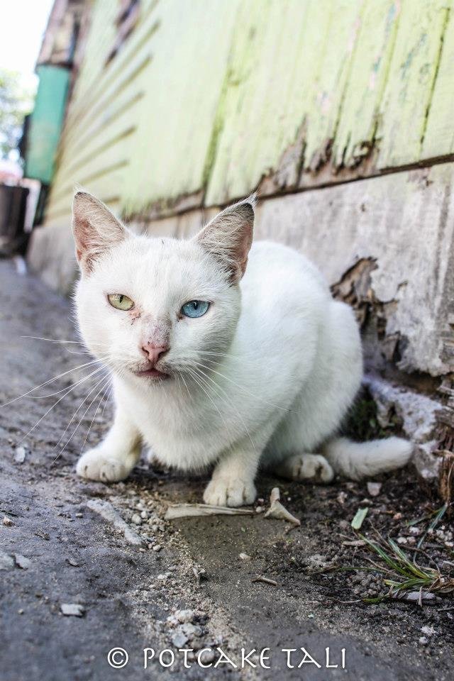 Operation Potcake - Nassau Bahamas - GlobalGiving