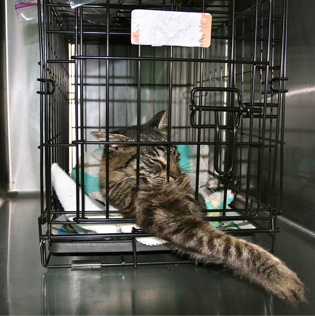 Reports on Operation Potcake - Nassau Bahamas - GlobalGiving