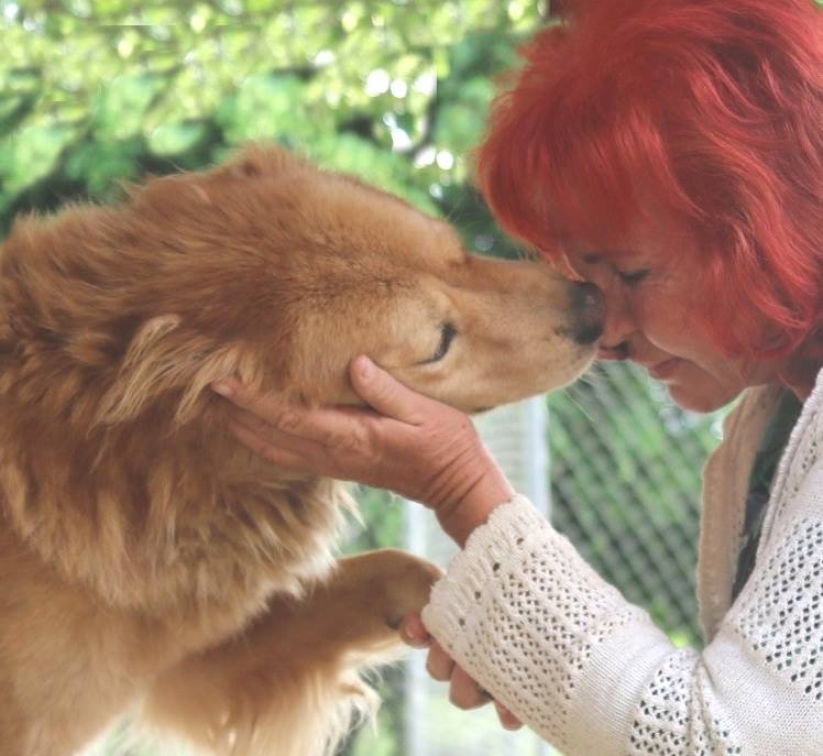 Reports on Spay/Neuter Street Dogs in San Ramon, Costa Rica - GlobalGiving