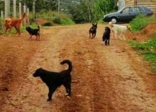 Reports on Spay/Neuter Street Dogs in San Ramon, Costa Rica - GlobalGiving