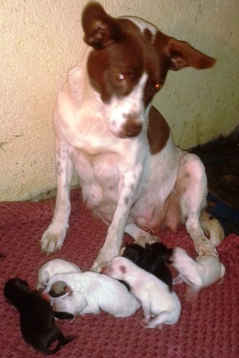 Spay/Neuter Street Dogs in San Ramon, Costa Rica - GlobalGiving