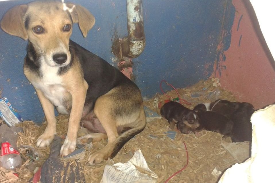 Spay/Neuter Street Dogs in San Ramon, Costa Rica - GlobalGiving