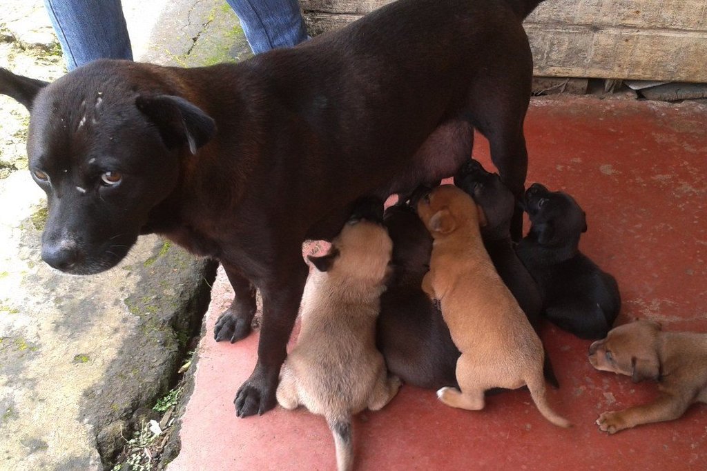 Spay/Neuter Street Dogs in San Ramon, Costa Rica - GlobalGiving