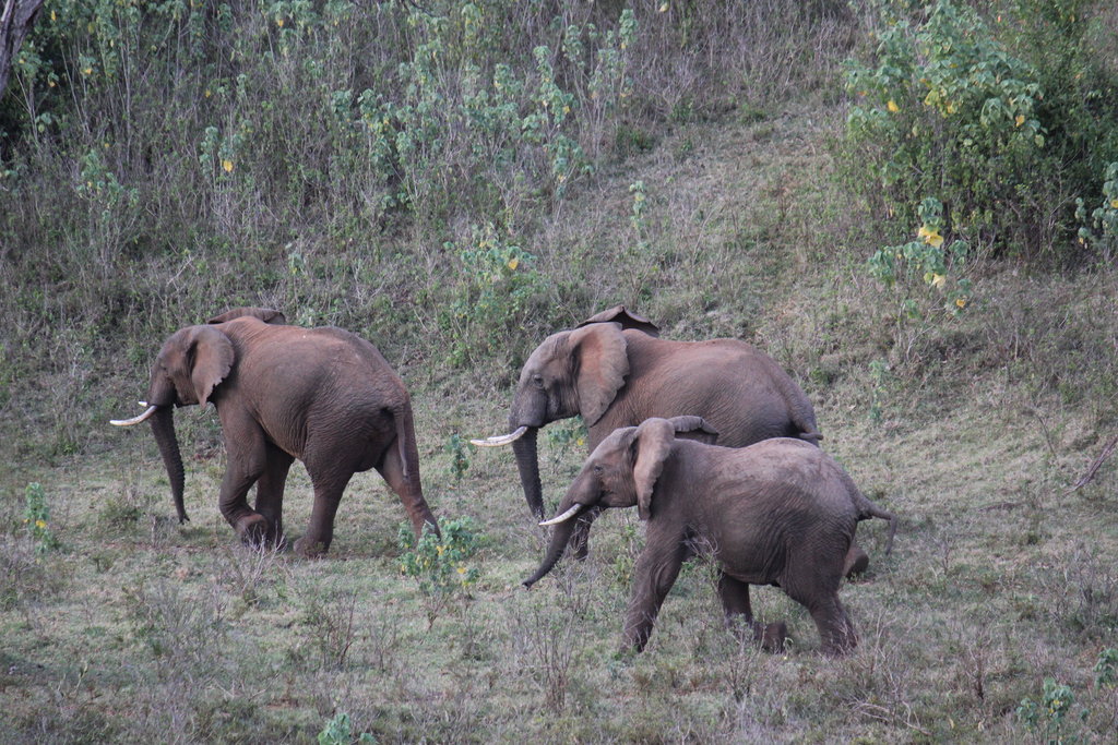 Empowering Rural Kenyans through Reforestation - GlobalGiving
