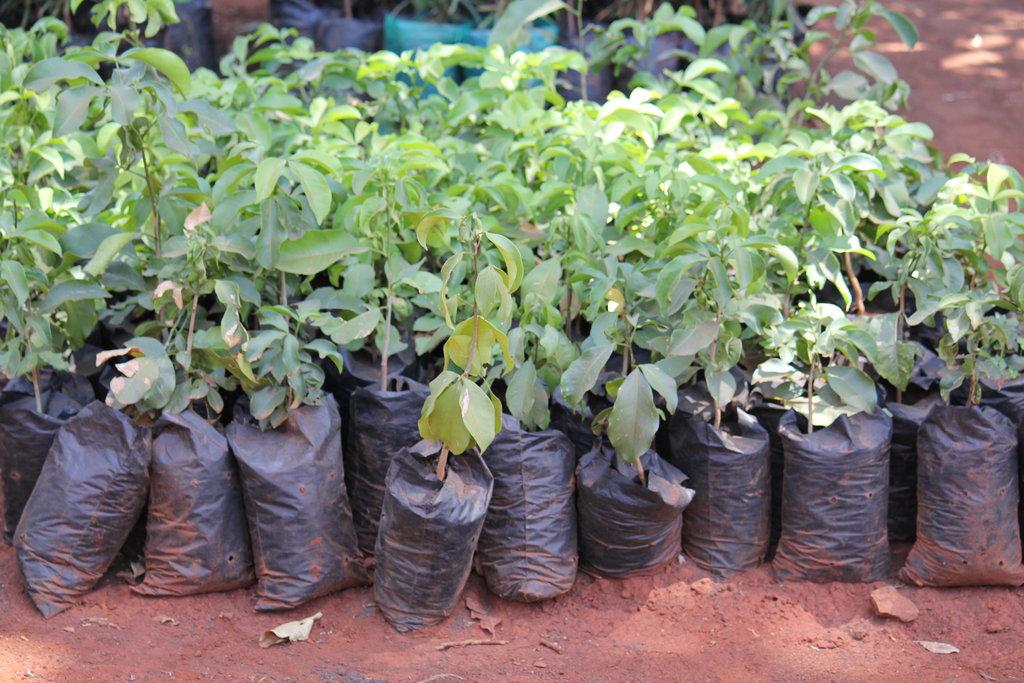 Empowering Rural Kenyans through Reforestation - GlobalGiving