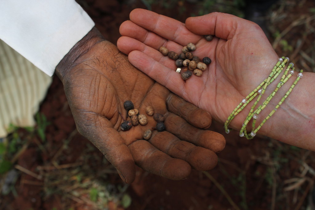 Empowering Rural Kenyans through Reforestation - GlobalGiving