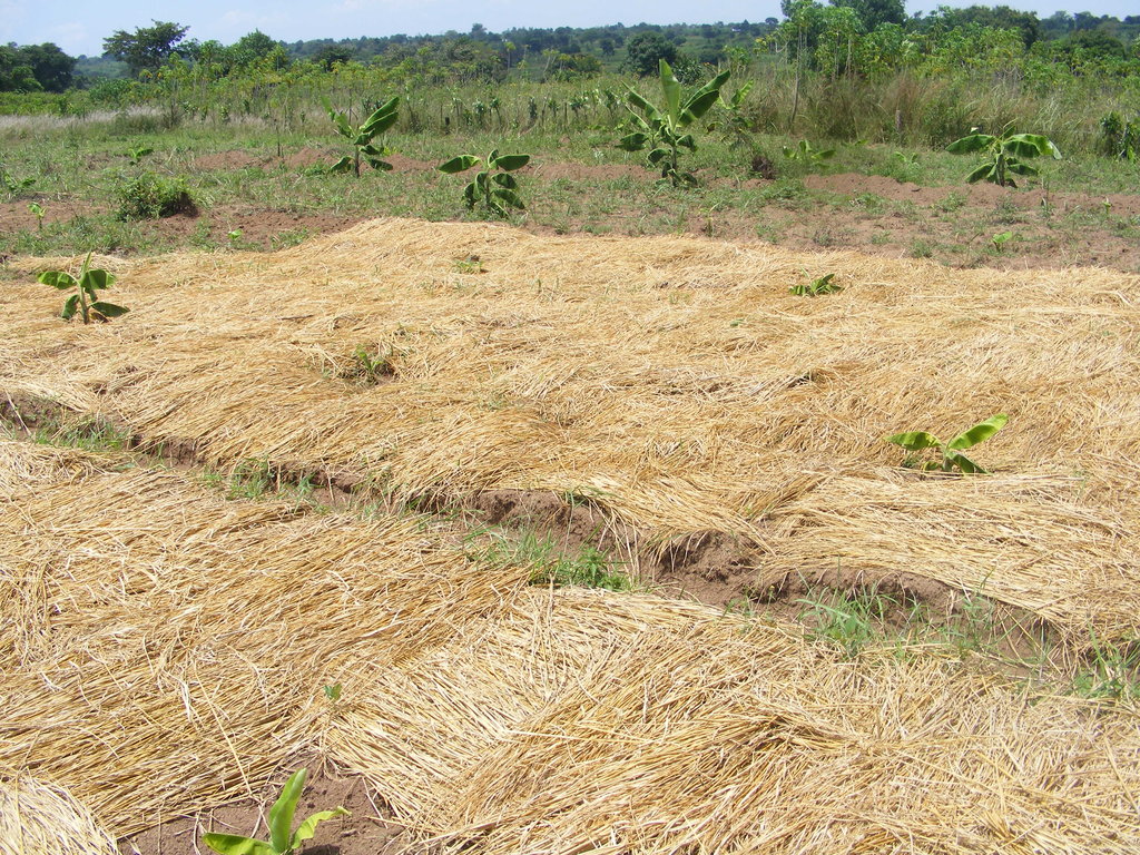 Conserve Budaka Environment for 70,000 in Uganda - GlobalGiving
