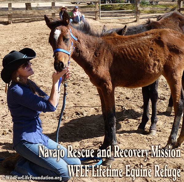 Navajo Horses Rescue and Recovery Mission - GlobalGiving