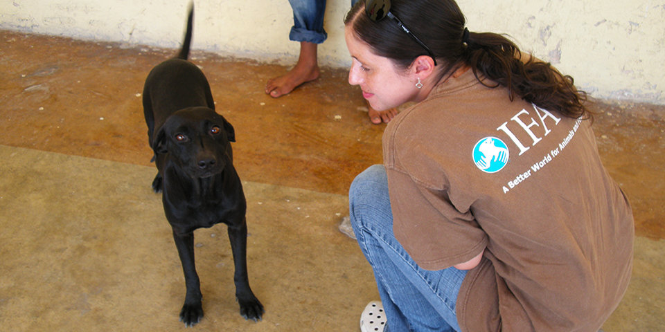 Animal Welfare: Managing Stray Cats and Dogs - GlobalGiving