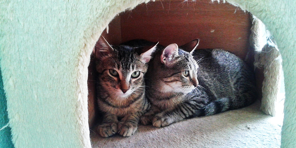 Animal Welfare: Managing Stray Cats and Dogs - GlobalGiving