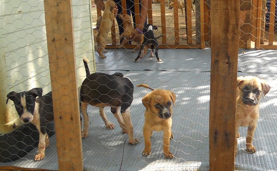A HOME FOR 158 ANIMALS RESCUED - GlobalGiving
