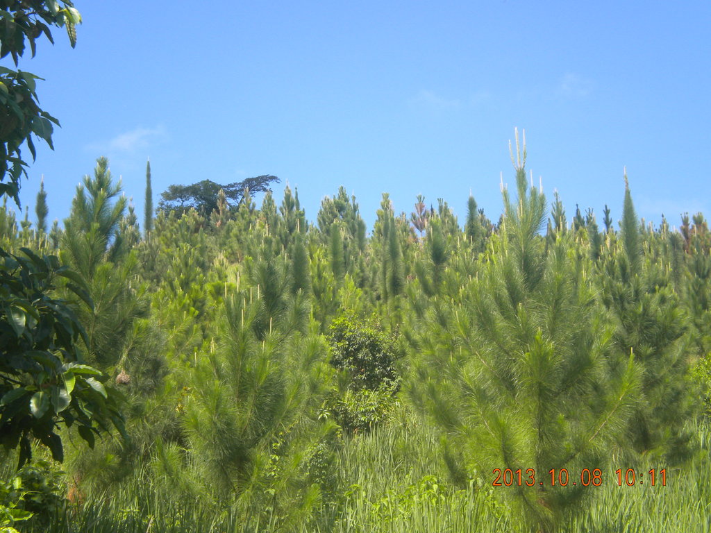 Tree Planting and Water Supply for 14,850 Ugandans - GlobalGiving