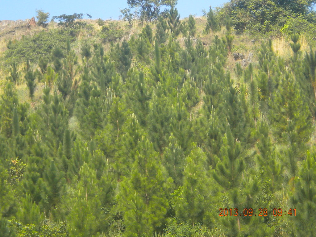 Tree Planting and Water Supply for 14,850 Ugandans - GlobalGiving