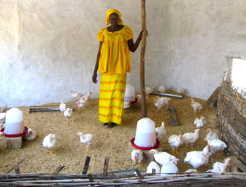 Economic Self-sufficiency for 280 Senegalese Women - GlobalGiving Economic Self-sufficiency for 280 Senegalese Women - GlobalGiving