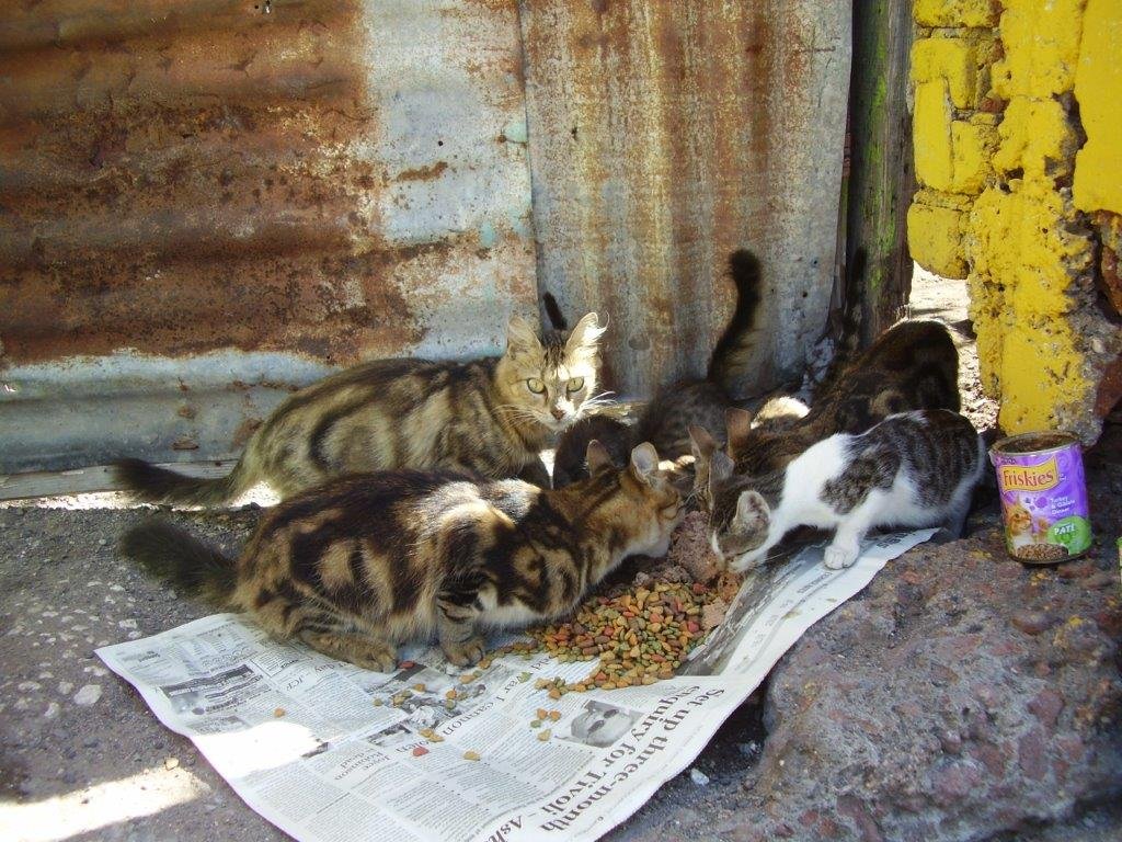 Help Animals in 10 Countries Get Needed Care - GlobalGiving