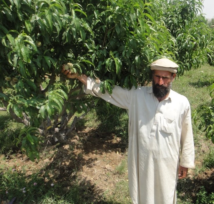 Help 50 Afghan Farmers Plant Fruit Trees - GlobalGiving