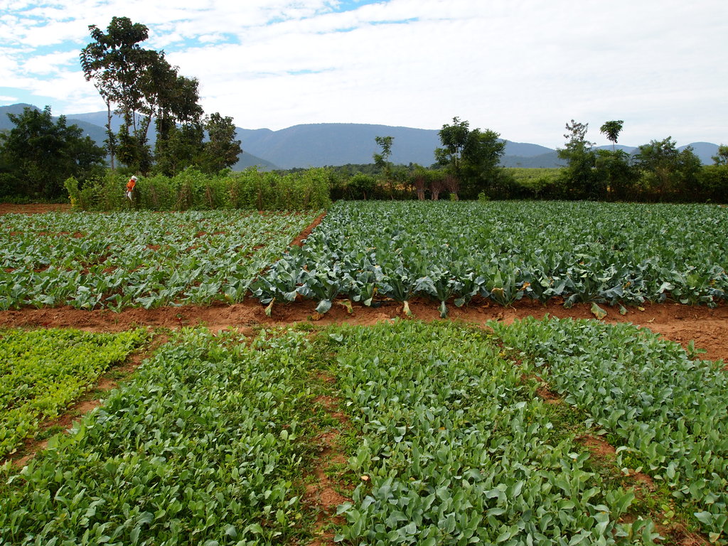 Increasing income of 500 tribal farmers of Odisha - GlobalGiving