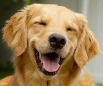 HELP AFAR - HELP MORE - ANIMALS SMILE! - GlobalGiving