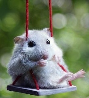 HELP AFAR - HELP MORE - ANIMALS SMILE! - GlobalGiving