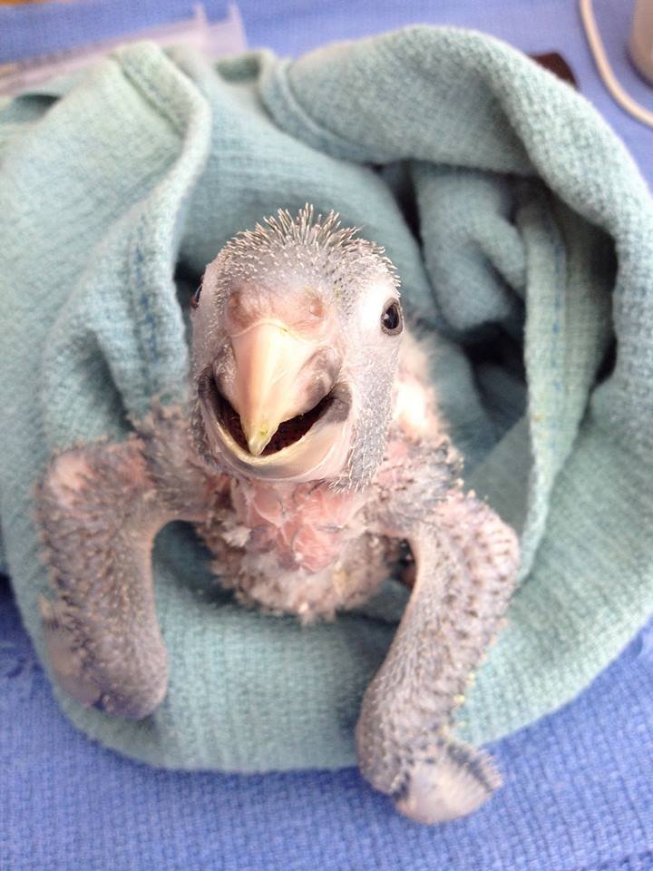 Help save injured and orphaned wild parrots - GlobalGiving